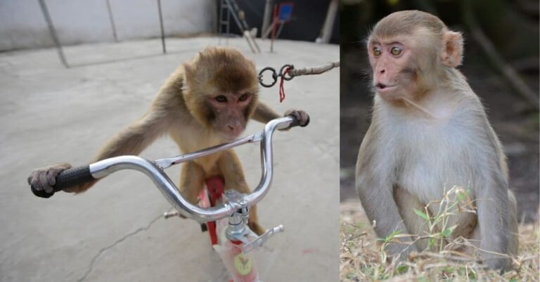 Unleashing the Fun: A Deep Dive into Monkey GG2 and Its Features